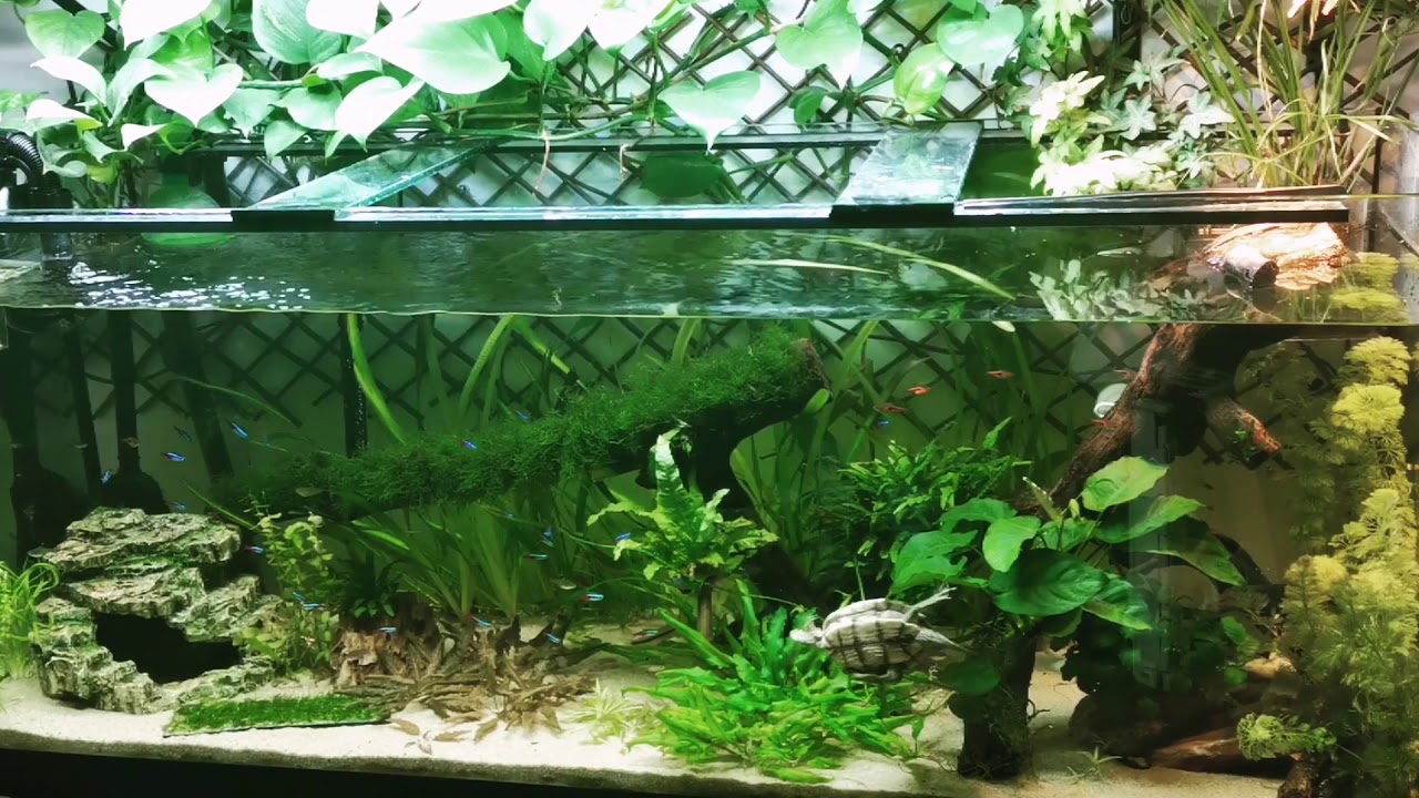 Planted Turtle Tank - YouTube