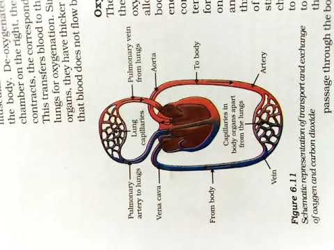 Double circulation in human body biology class 10th - YouTube
