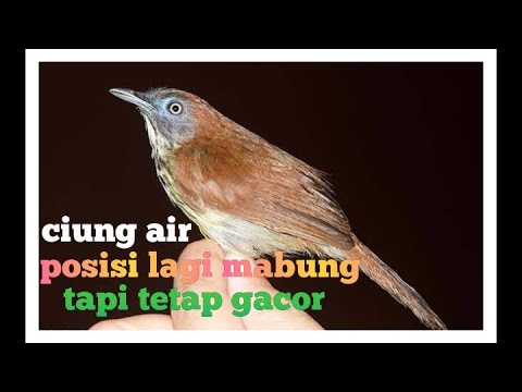 ciung air sumatera gacor,part2 - YouTube