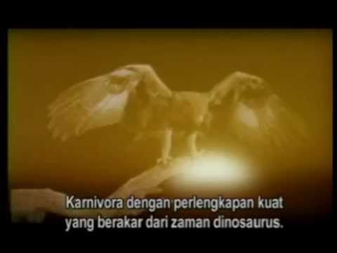 rajawali, elang, eagle, garuda 2 - YouTube