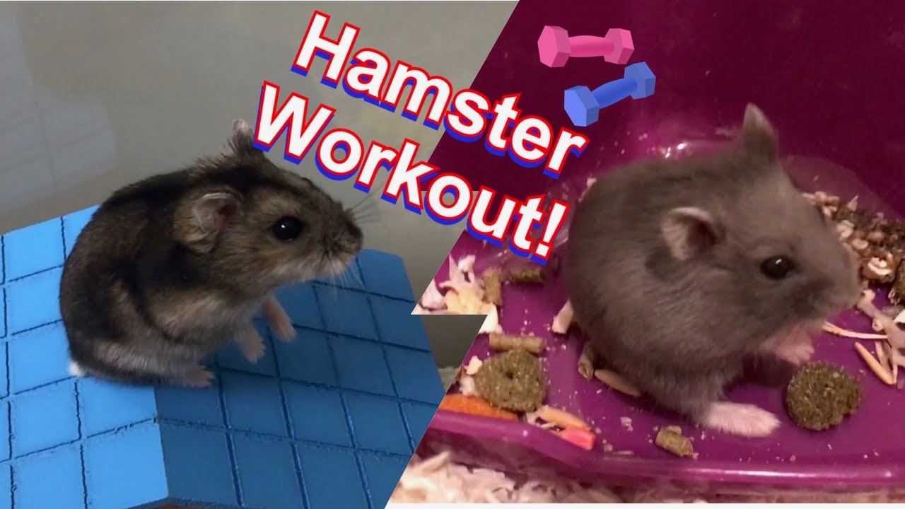 Hamster Workout! - YouTube