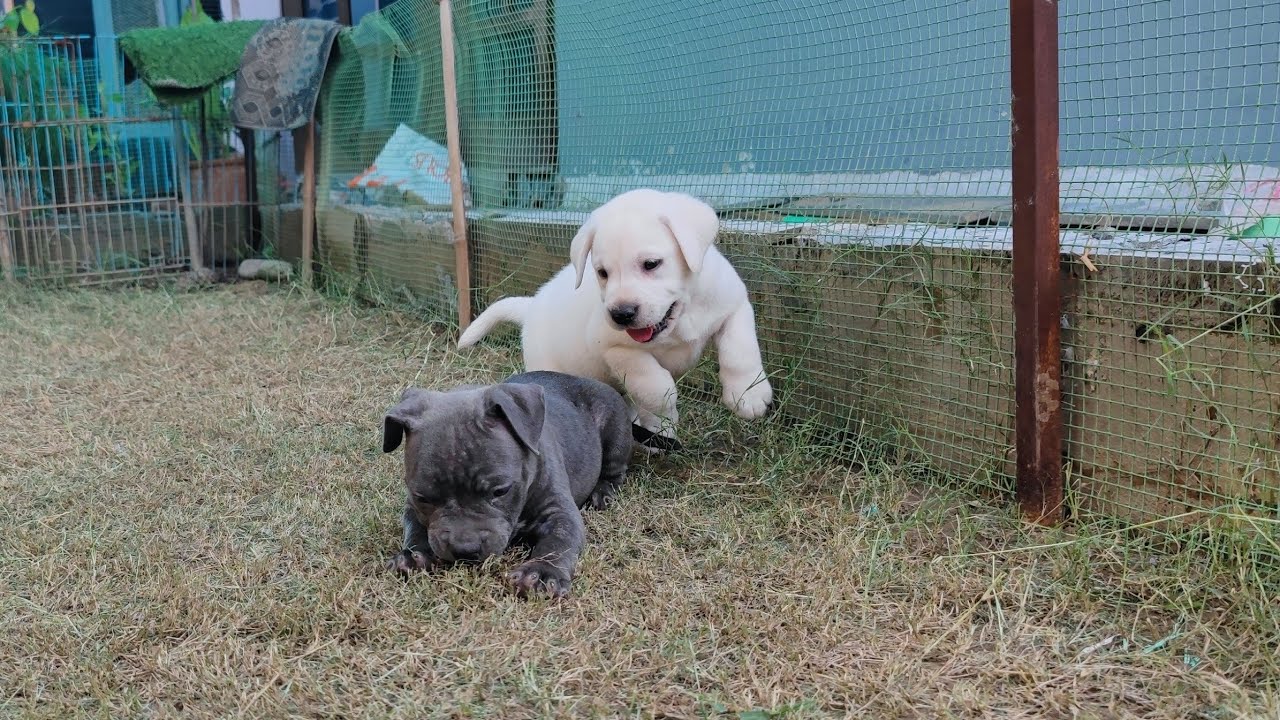 AMERICAN BULLY and Labrador Puppy || Buy KCI Registered puppies from ...