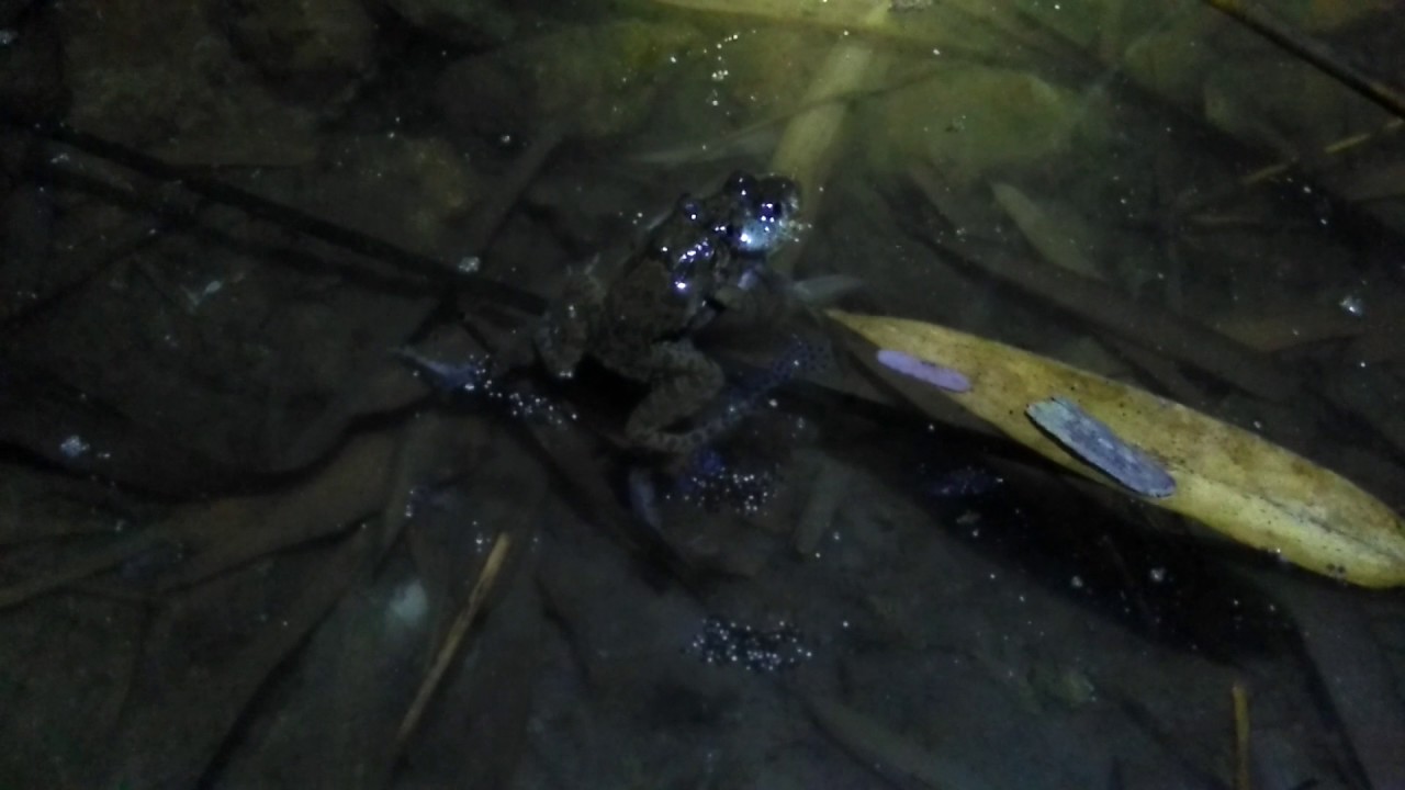0129 Frogs giving birth - Đi soi cận cảnh ếch nhái đang bắt cặp đẻ ...