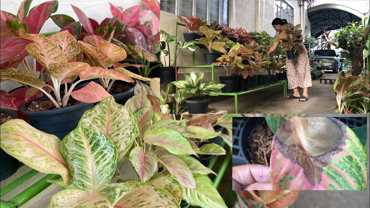 My Aglaonema Plants - Before, During and After the Super Typhoon - YouTube