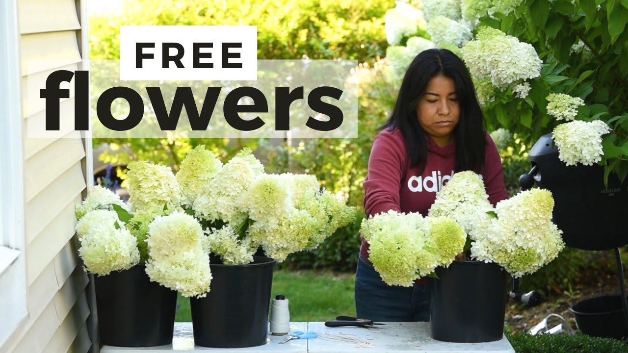 I gave away a bunch of hydrangea bouquets // Gardening in Zone 5 - YouTube