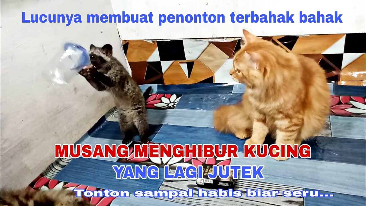 Musang Menghiburkan Kucing Yg Lagi Jutek - YouTube
