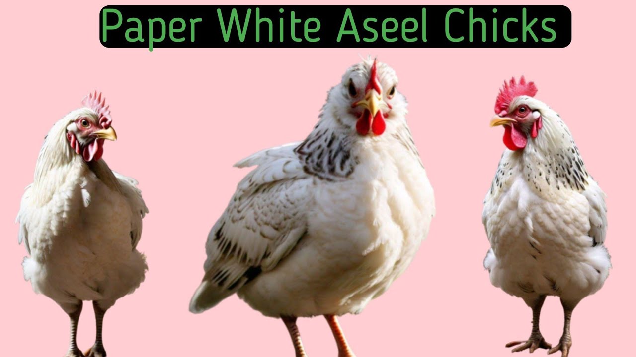 Aseel paper white | paper white aseel murgha | Expensive paper white ...