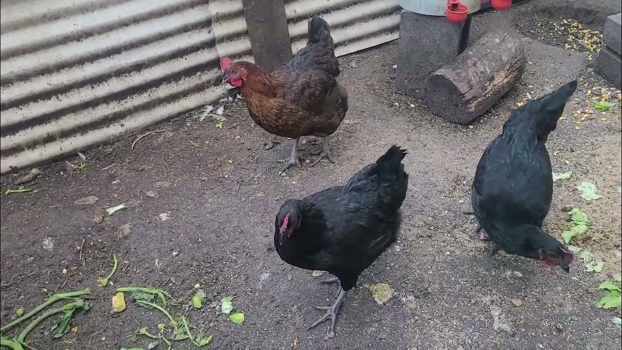 kuv tus lau qaib ej - YouTube