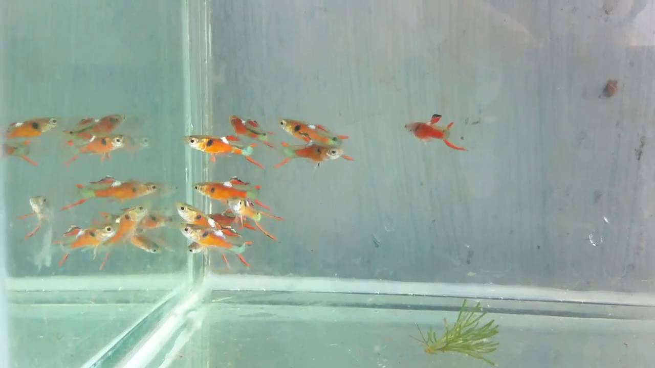 Endler's Livebearers - YouTube