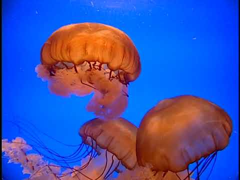Baby Einstein: Baby Neptune - Discovering Water | Aquarium (2003) [60fps]