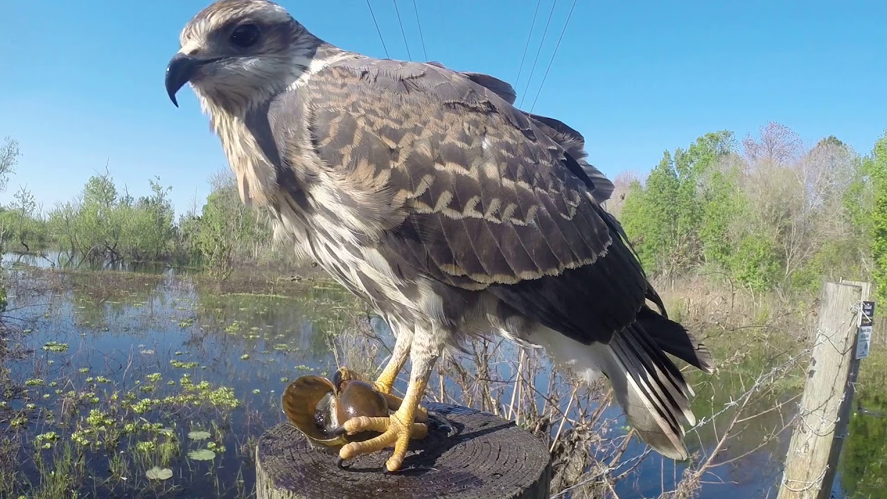 Snail Kite 1: Sweetwater Wetlands Park - YouTube
