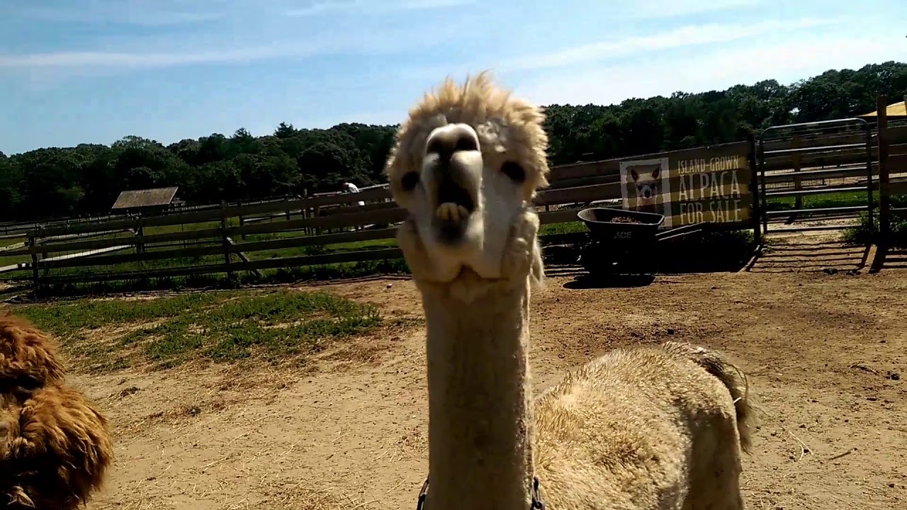 Alpaca argument - YouTube