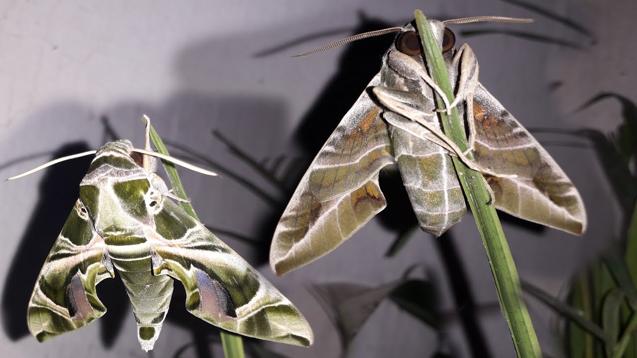 Oleander Hawk - The Poison-eating Moth - YouTube