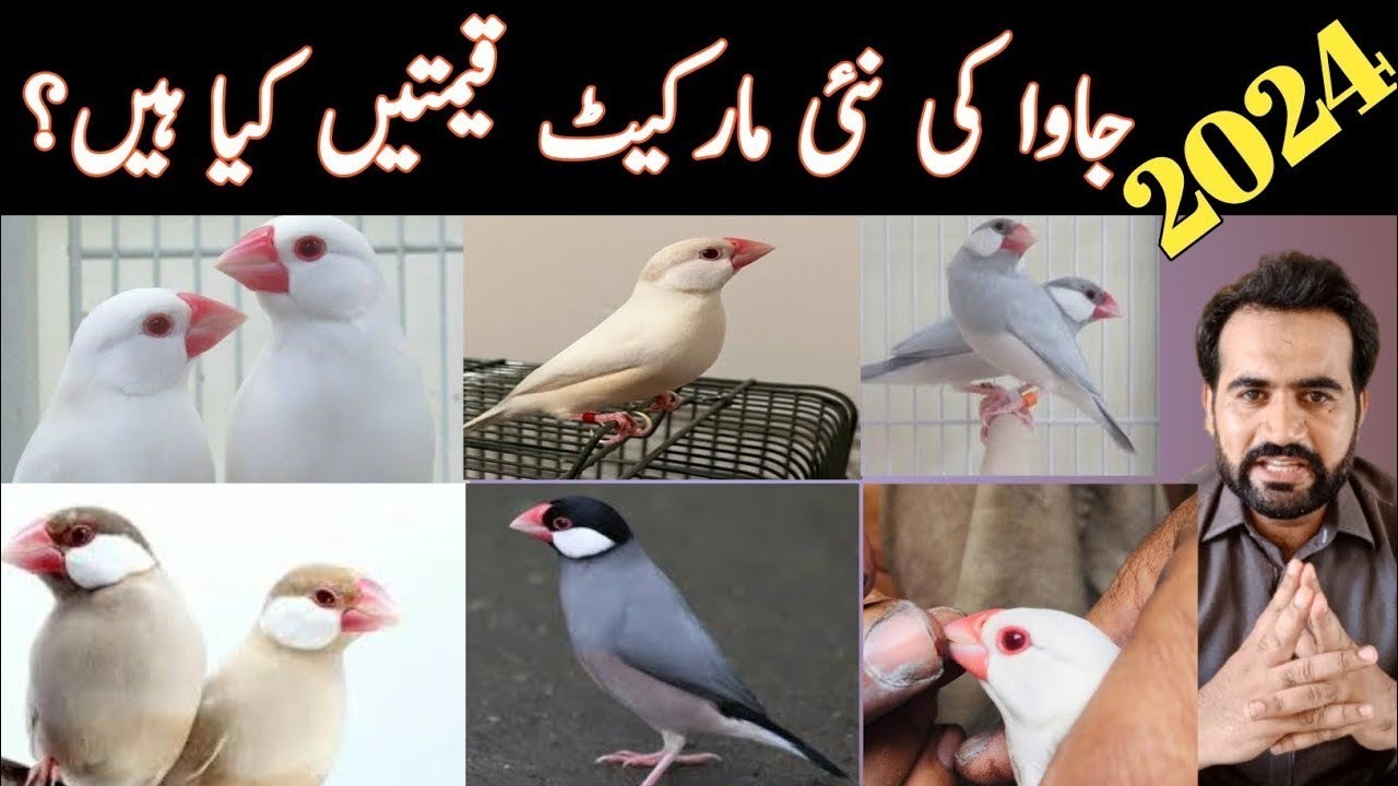 java ke New Markeet Prices | Upated Prices Java Bird🐦 - YouTube