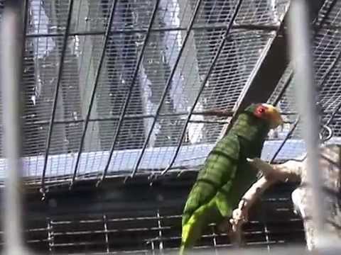 Aviario Parte 1 - YouTube