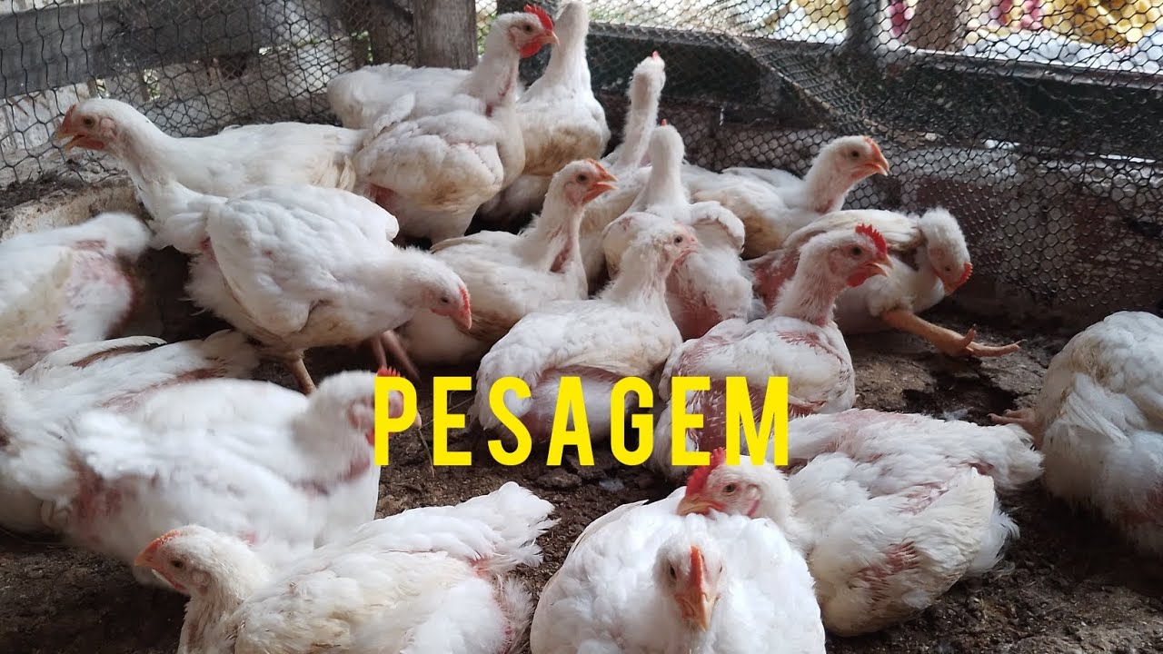 30 dias dos frangos de corte. (pesagem) - YouTube
