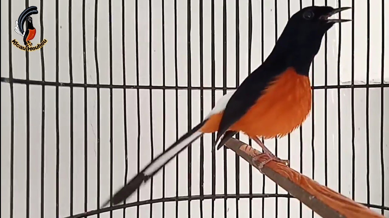 MURAI BATU BORNEO EKOR PANJANG GACOR COCOK BUAT PANCINGAN BURUNG YANG MALAS BUNYI - YouTube