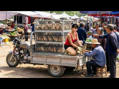 [TIMELAPSE] -- 668 Days Harvesting A Lot Of Quail, Mulberries, Dragon Fruit, Silkworms Go To Sell