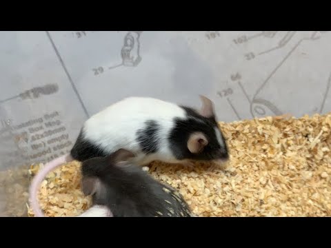 Friday Night Feedings #11 Deadly snakes destroying mice! Live Stream!!!