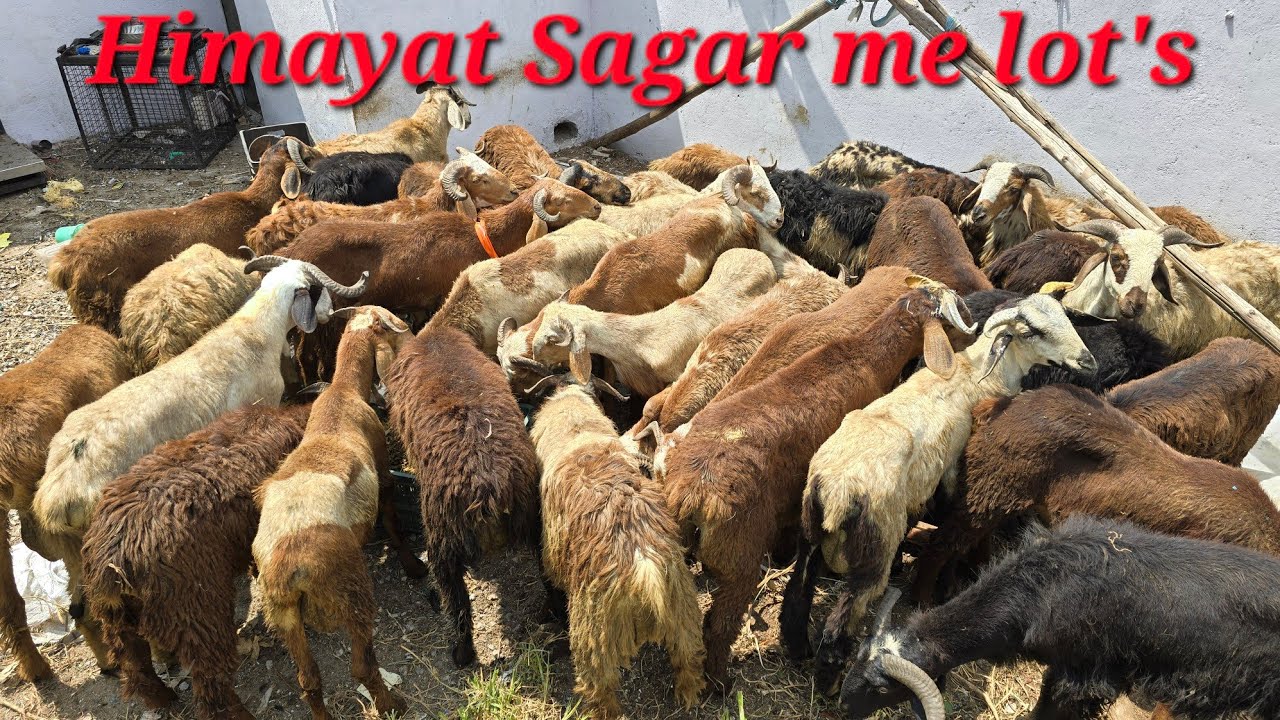 Qurbani ke bade bakre in himayat sagar | pure Telangana potla sheep's ...