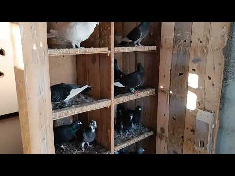 Adana yerli güvercini Hüseyin Temurun kuşları