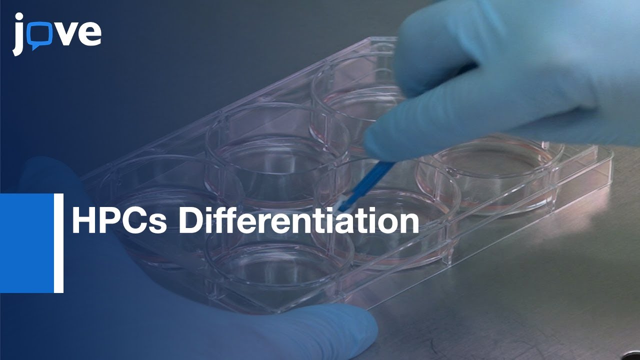 HPCs Differentiation from Pluripotent Stem Cells | Protocol Preview ...