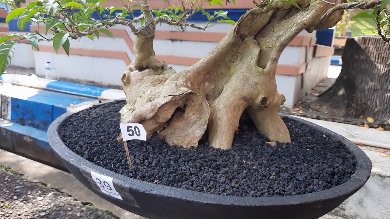 Bonsai kayu laban - YouTube
