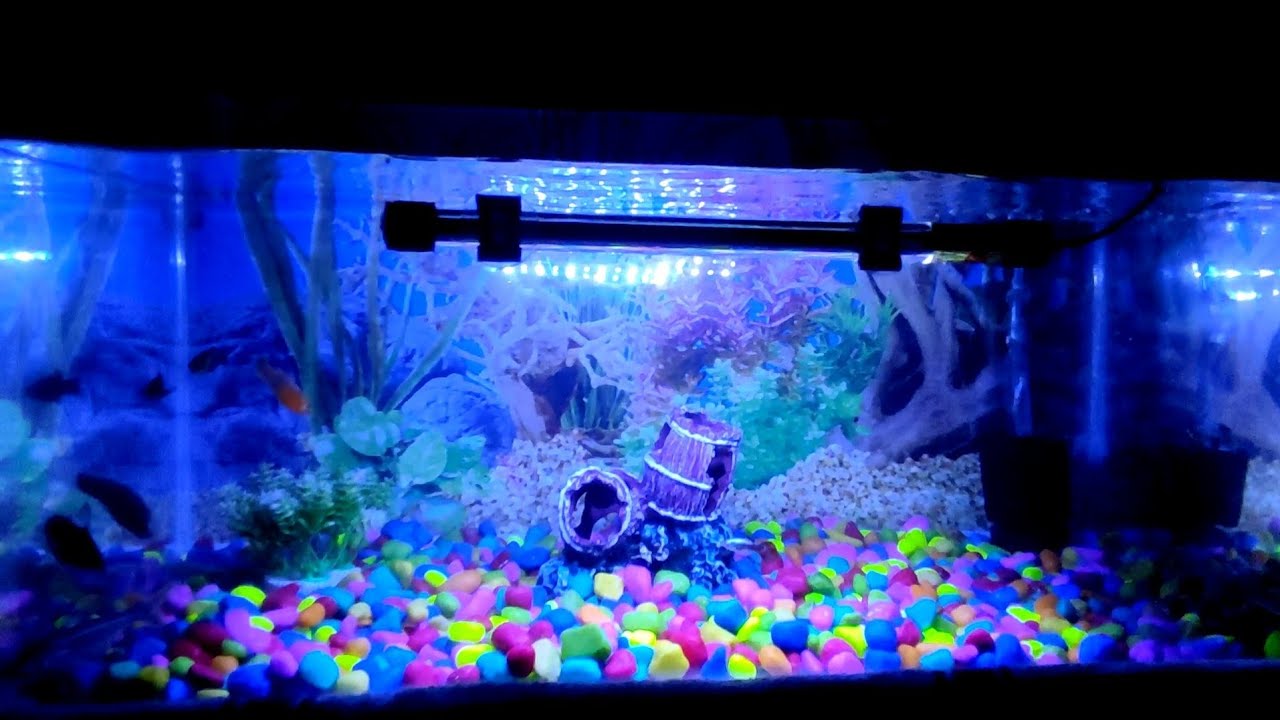 2feet fish tank set up in small budget |simple aquarium set for 2feet ...