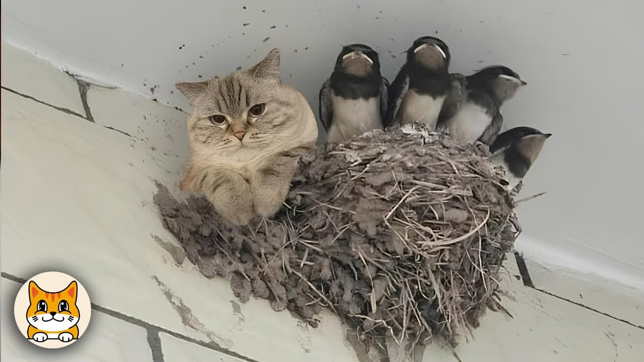 Cats with Comedy Chops 😹 Funniest Cat Moments Ever! - YouTube