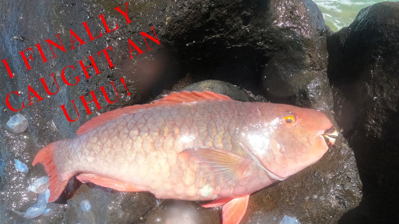 I caught an Uhu! - YouTube