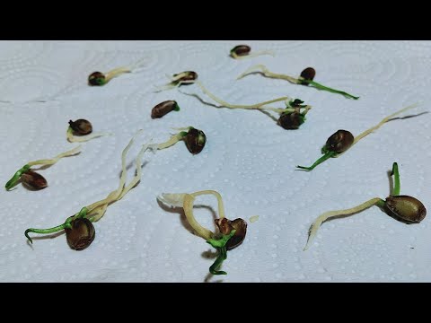 Pratik Yöntemle Tohum Çimlendirme, Tohum Nasıl Çimlenir, Portakal Çekirdeği Çimlendirme, Germination