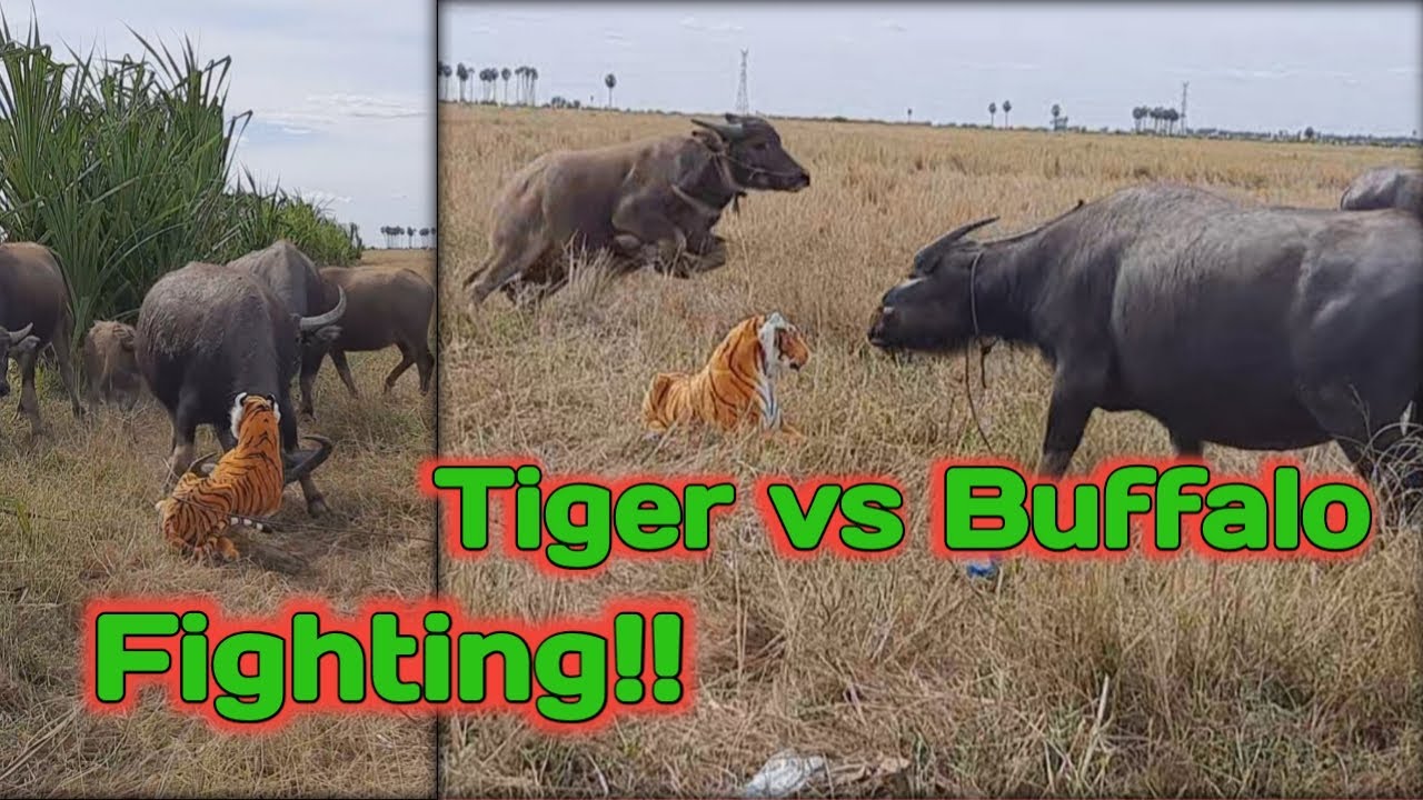 Fake tiger prank buffaloes| fake tiger vs real buffaloes battle prank ...