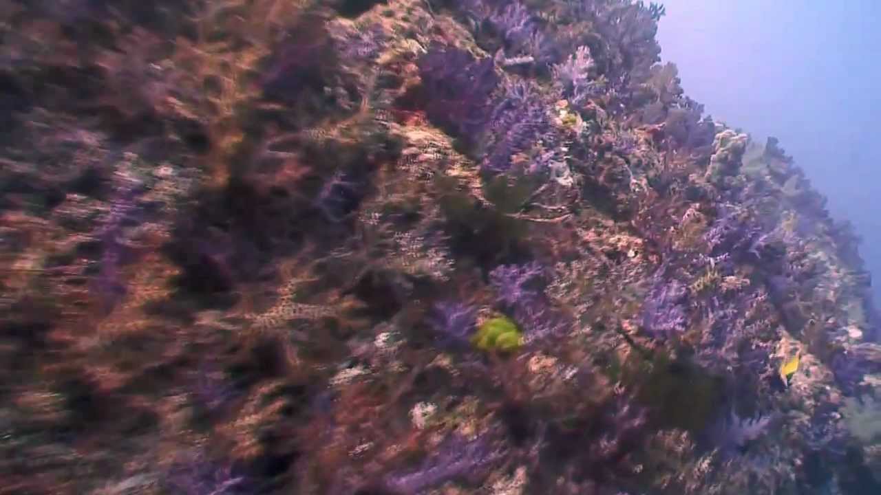 The Great Astrolabe Reef - YouTube