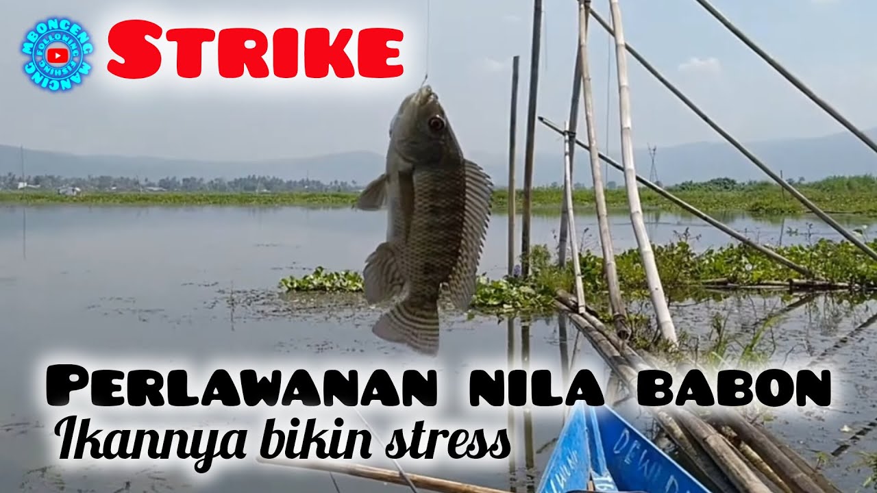 IKANNYA BIKIN STRESS ‼️ MANCING RAWAPENING @mboncengmancing #17 - YouTube