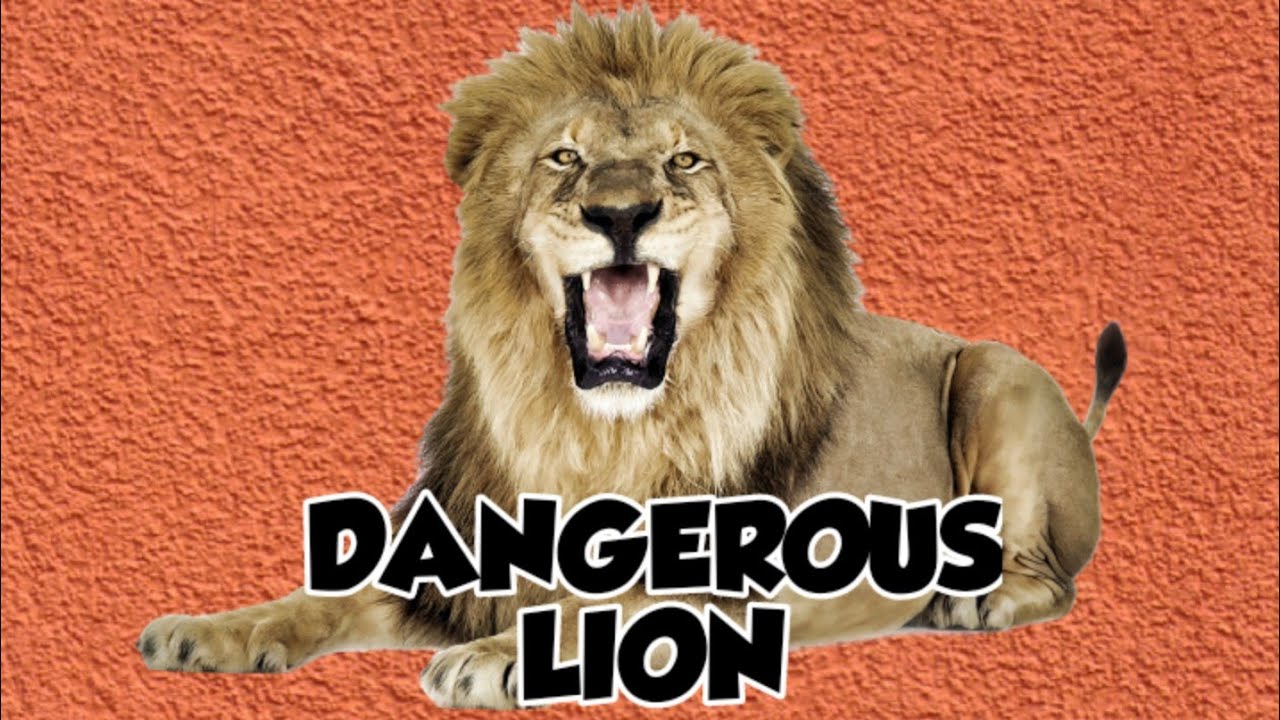 The most dangerous lion/lion fighting/dangerous lion video - YouTube