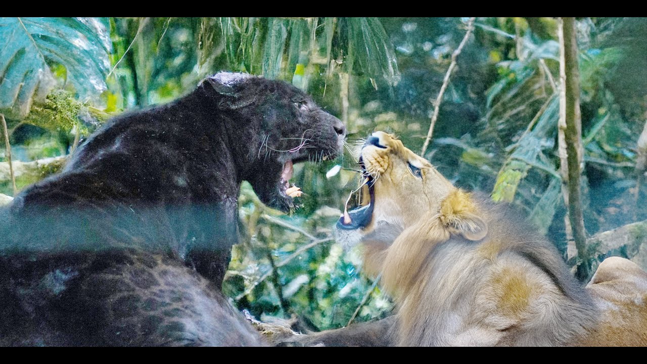 Lion vs Jaguar who is the true king of the jungle? #jaguar #lion - YouTube