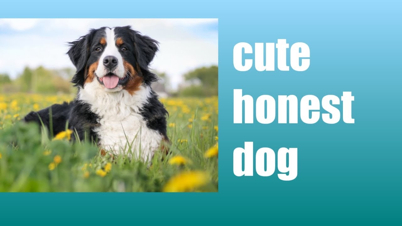 ||cute dogs| honest dogs | smart dogs|animals| cute animals|| - YouTube