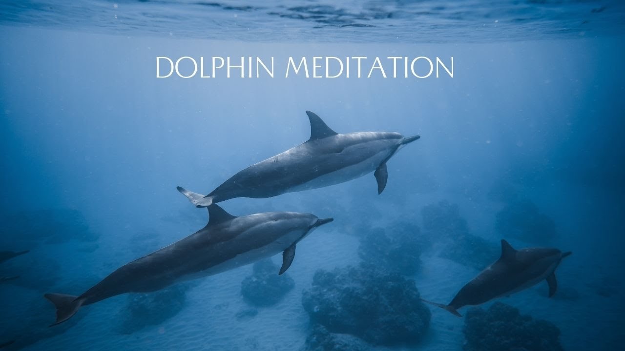 Dolphin Meditation video to relax - YouTube