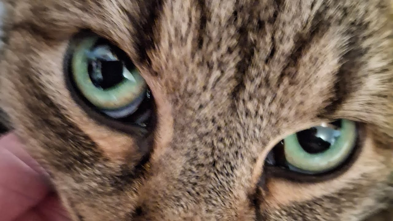 Tuff cat frr - YouTube