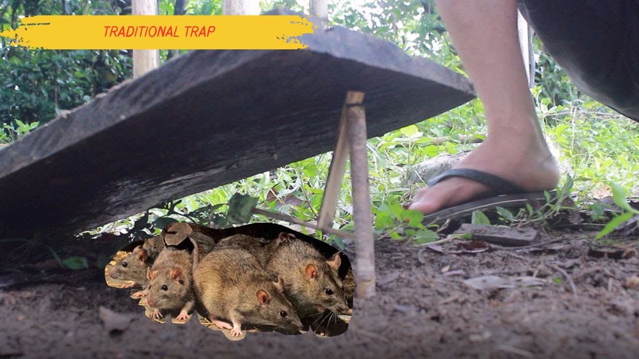 Survival in the forest need to know this way to trap hundreds of mice ...