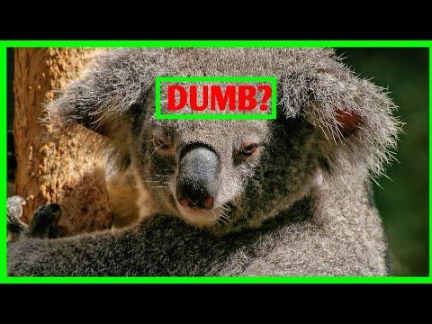 Are Koalas Actually The Dumbest Animals?