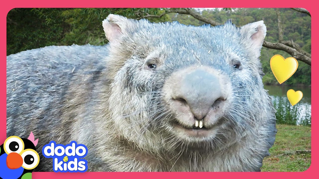 How To Catch A Wild Wombat! | Dodo Kids | Rescued! - YouTube