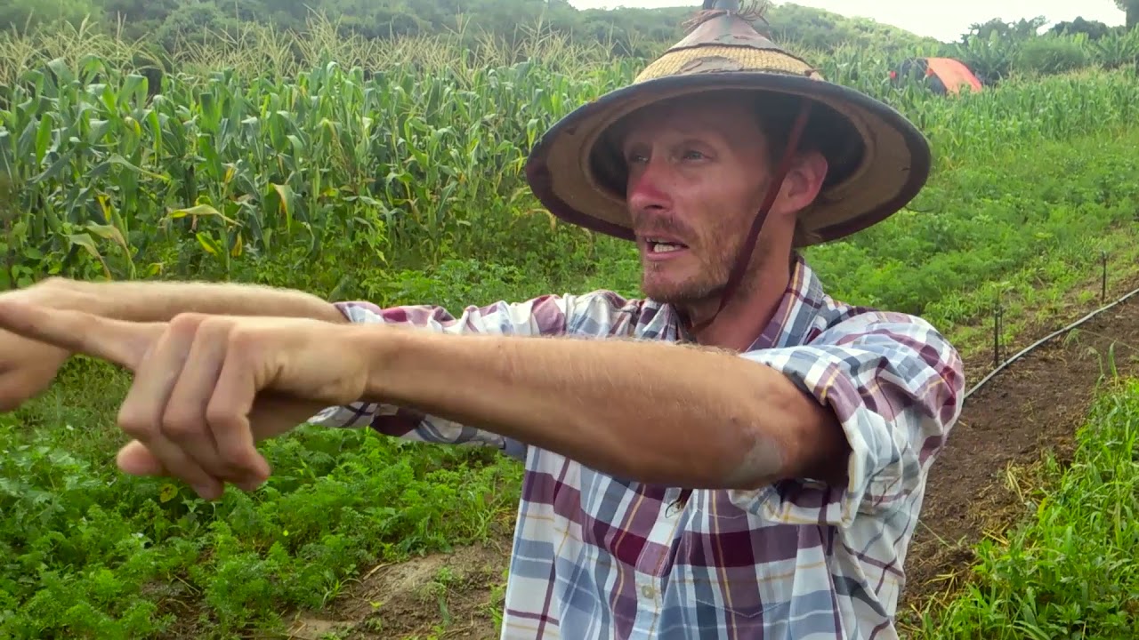 Grassrootstrust.com - low input farming principles - YouTube