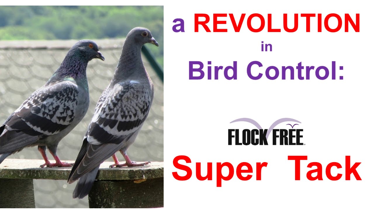 A revolution in bird control: Flock Free Surface Pro Tack - YouTube