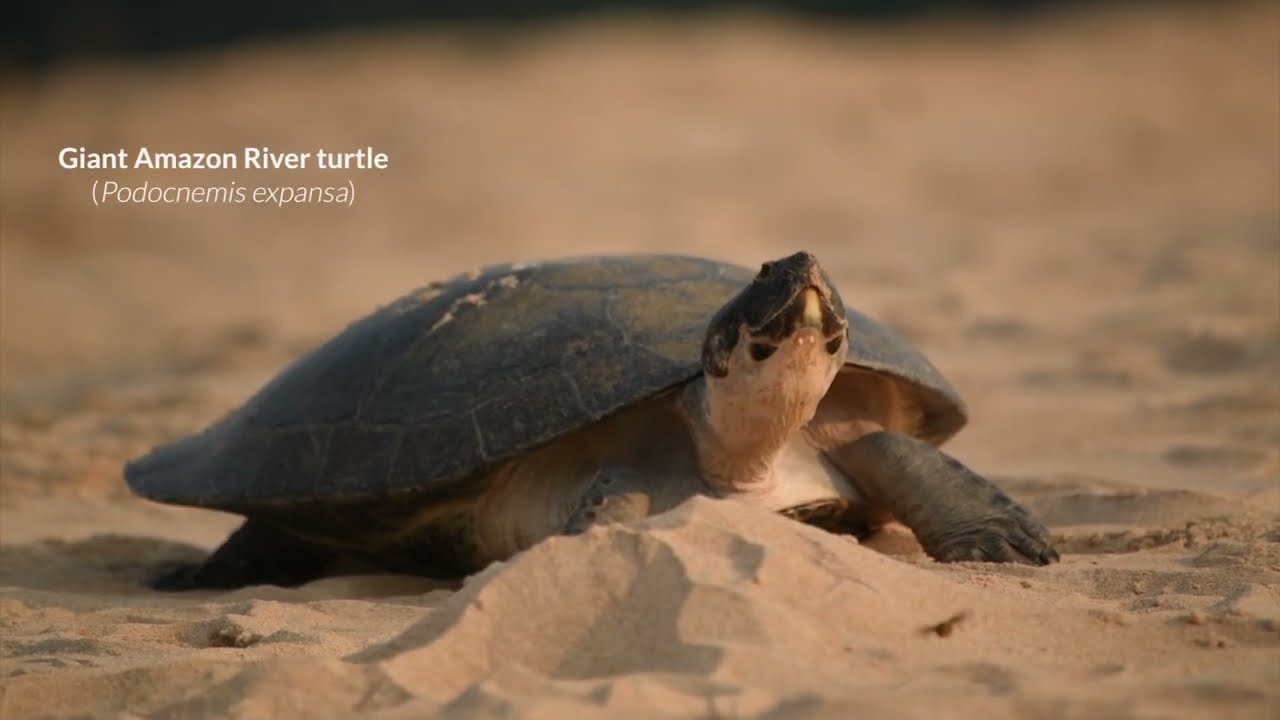 Giant Turtle Found In Amazon River Giant Amazon River Turtle Hi Res
