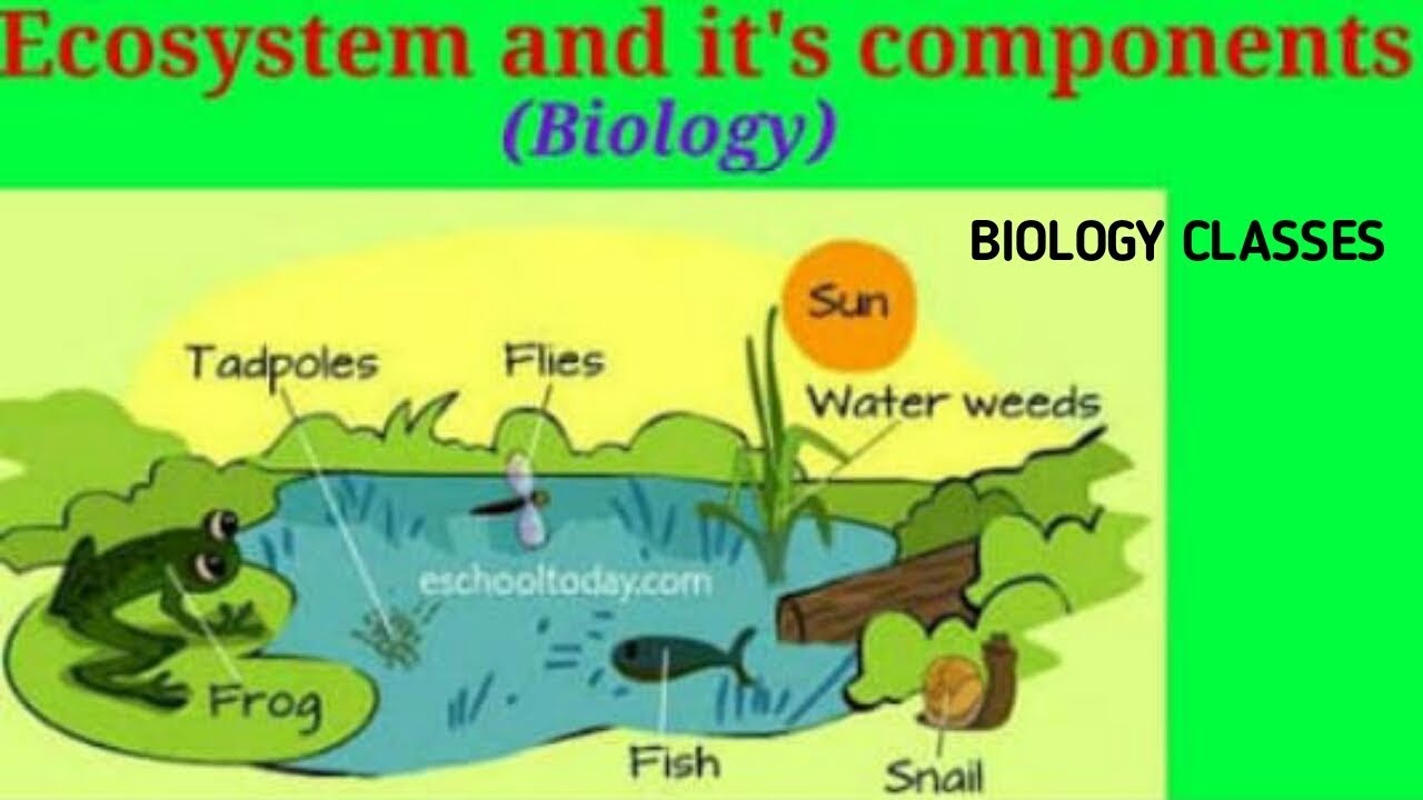 Components of Ecosystem [ Our Environment ] Part - 1 - YouTube