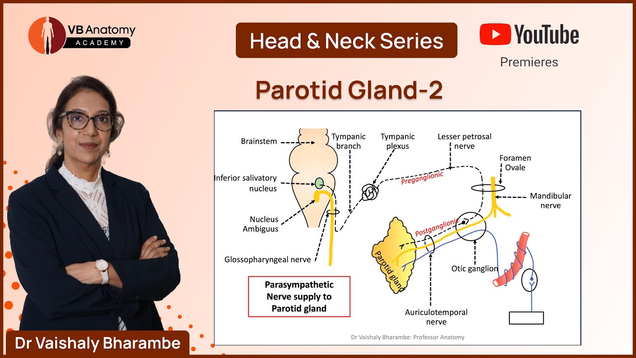 Parotid Gland -2: Advanced Anatomy and Clinical Insights with Dr ...