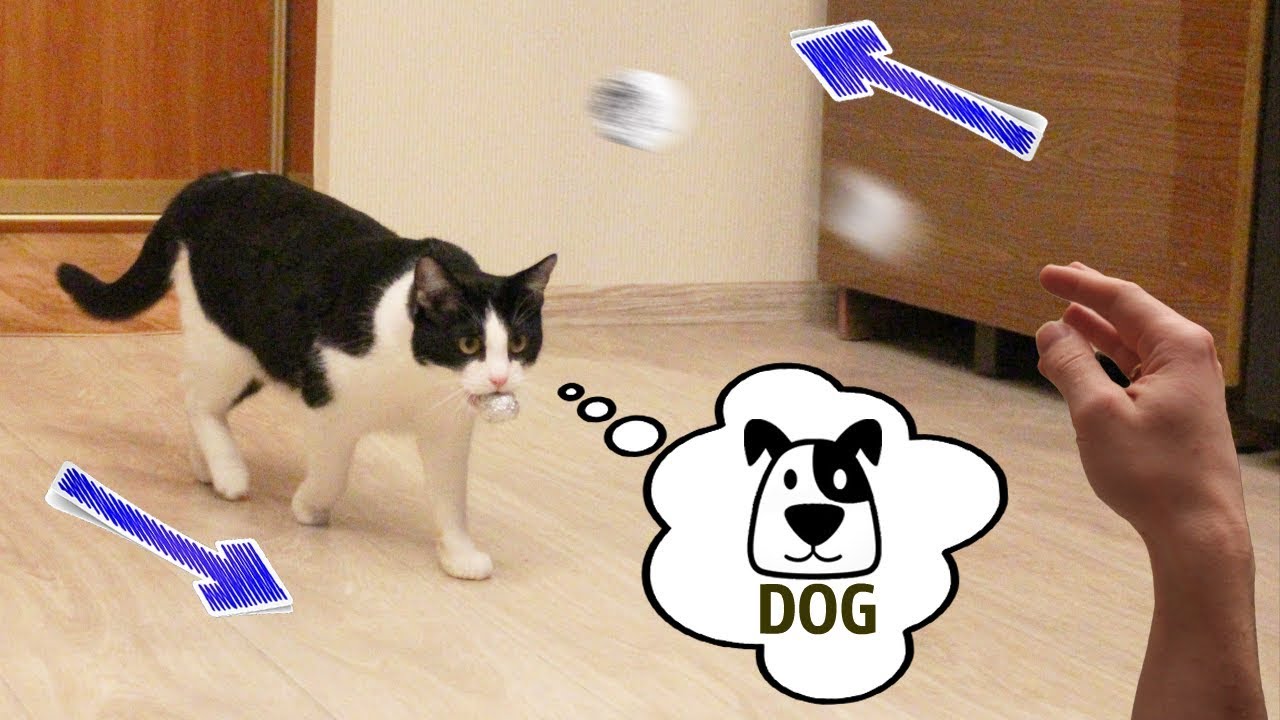 videos to distract your kids-funny animals that will make you laugh ...
