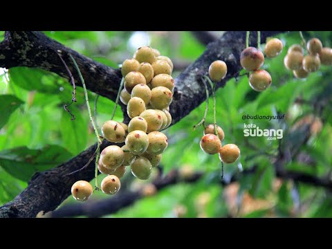 Begini Ternyata Bentuk Pohon Menteng atau Bencoy - YouTube
