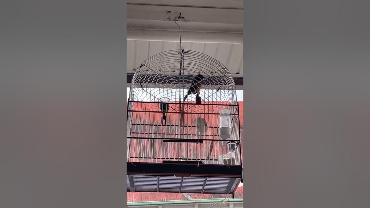 Golden boy picolet pie pie🪬🪬🪬 - YouTube